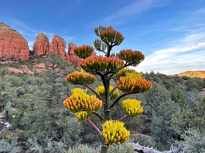 Nature's own bouquet of stone flowers, blooming against an impossibly blue sky. It's like the earth decided to throw itself a party!