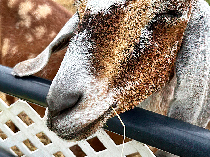 "Paint me like one of your French goats." This charming fellow is clearly the farm's unofficial greeter and selfie star. 
