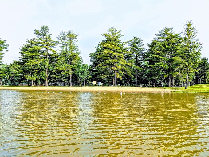 Harrison Lake serving up mirror-perfect reflections like it's showing off for the camera, and honestly, it has every right to be proud.