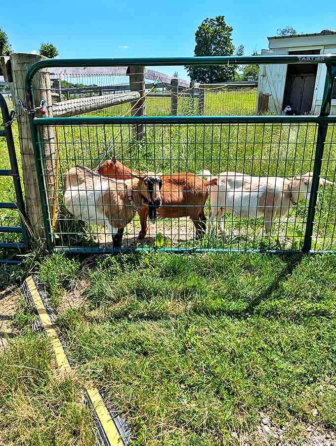 These inquisitive goats form the welcoming committee at Aullwood's working farm, where city kids discover where food really comes from.