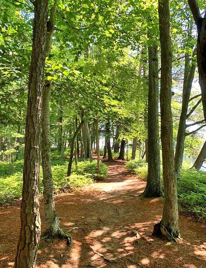 Dappled sunlight filters through a cathedral of trees, creating nature's own stained-glass effect on this serene woodland path.