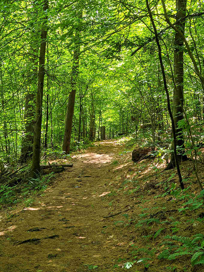 Sunlight dapples this forest path like nature's own stained glass, inviting hikers to discover what lies around the next bend.
