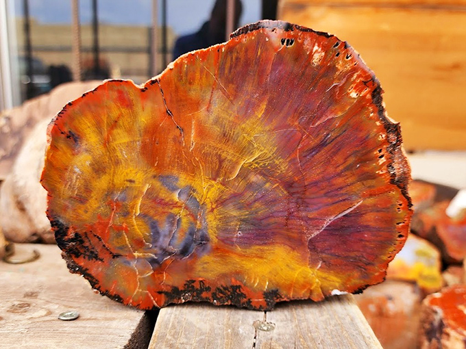 Ancient tree rings transformed into a kaleidoscope of amber, crimson and gold through millions of years of mineralization.