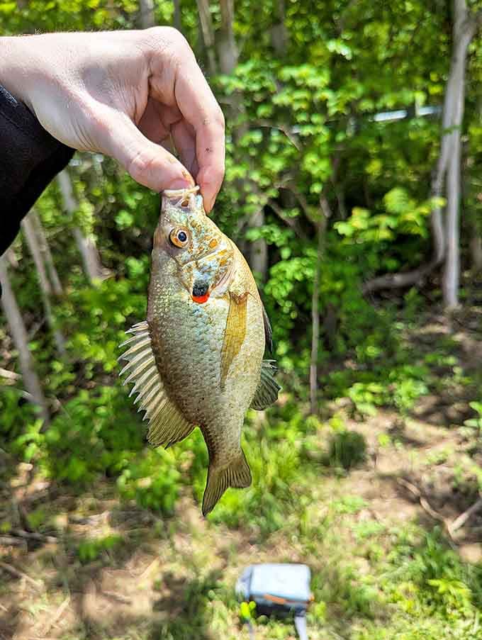 The humble pumpkinseed sunfish, with its vibrant colors and distinctive markings, is just one of Lake Logan's underwater treasures.