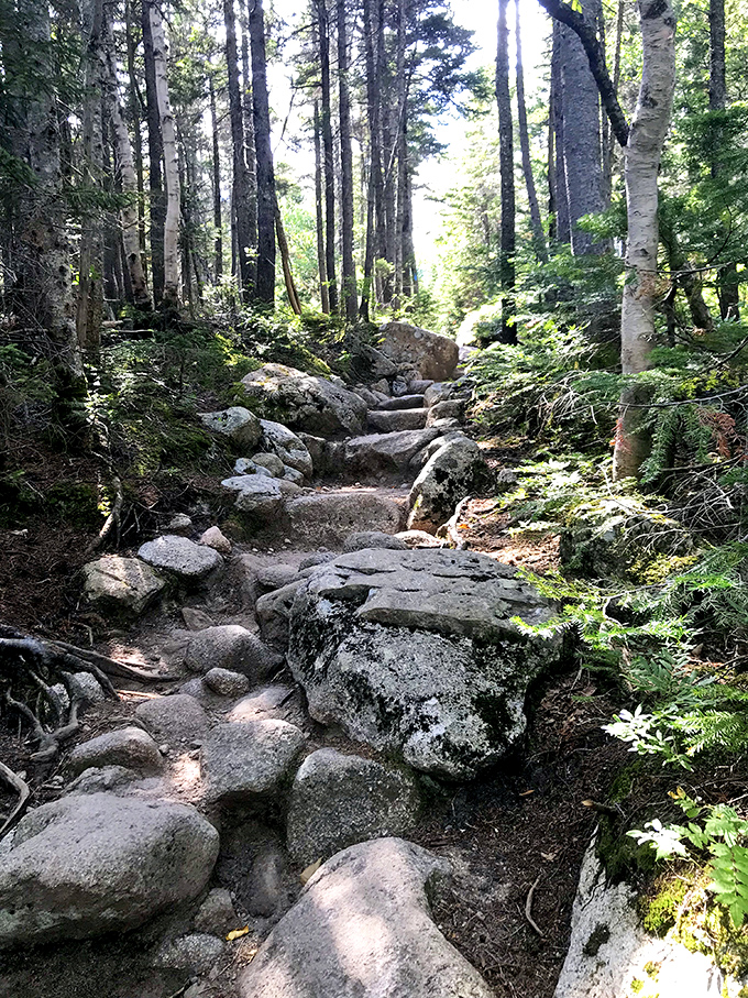 Nature's stairmaster: Ancient granite steps lead upward through sun-dappled forest toward Chimney Pond's alpine reward.