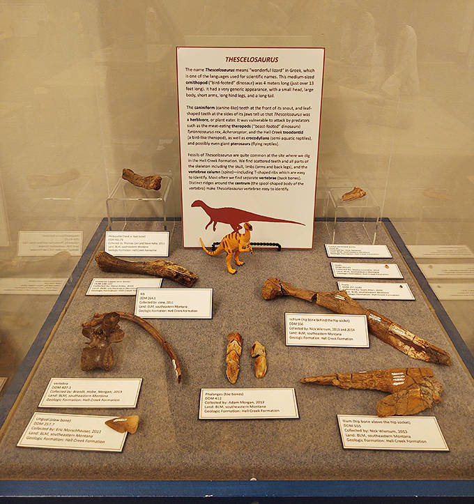 The Thescelosaurus exhibit showcases this "wonderful lizard" with fossils that tell tales of life during the late Cretaceous period.