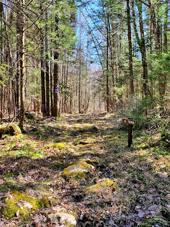Where the wild things are: A well-marked trail beckons adventurers into Vermont's emerald kingdom.