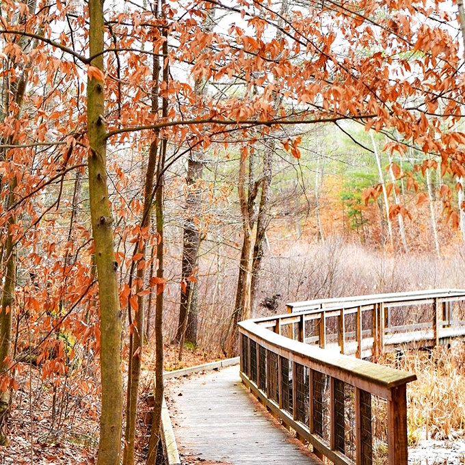 Fall's copper-colored leaves frame this wooden walkway like nature's own art gallery, inviting peaceful afternoon strolls.