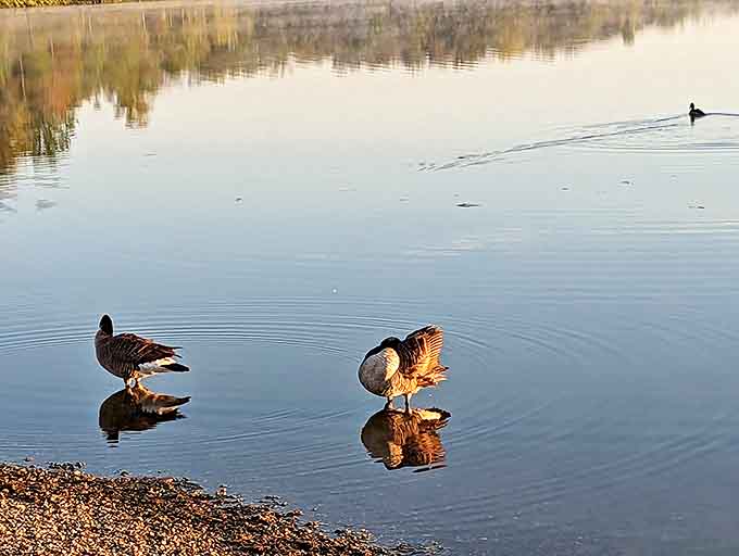 Two ducks engage in what appears to be serious water-based negotiations, their reflections doubling the diplomatic mission.