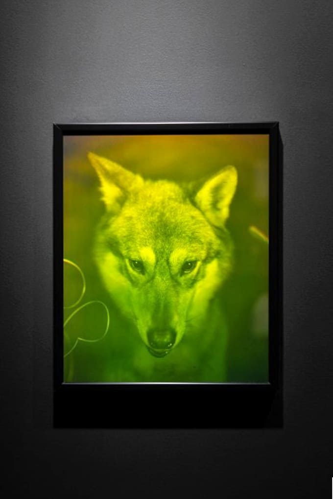 This eerie green wolf hologram follows you with its eyes, creating an unsettling sensation that blurs the line between image and reality.