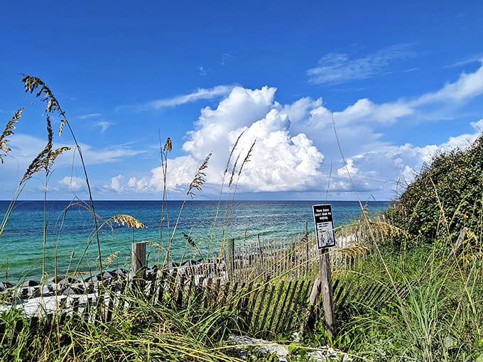 Beach fences create natural frames for this postcard-perfect scene, where dune grasses dance in the coastal breeze.