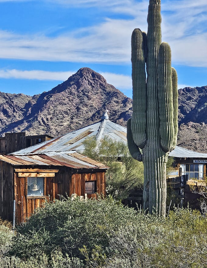 A towering saguaro stands sentinel over wooden cabins, like a desert guardian watching over the ghosts of Castle Dome's mining past.
