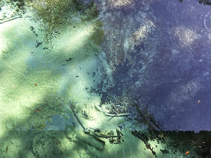 Peek beneath the surface where every detail is magnified by water so clear it seems almost invisible.