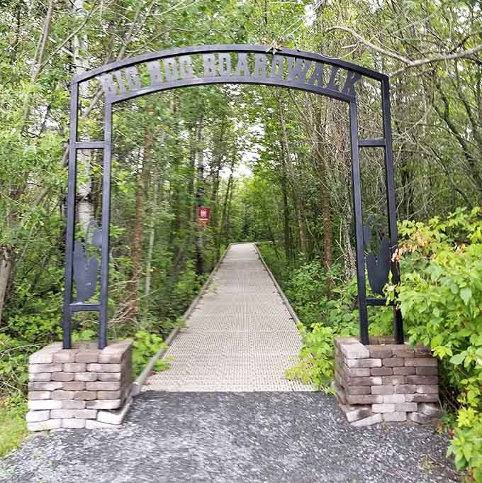 The entrance arch welcomes you to the bog like you're arriving at nature's exclusive club, membership: free.