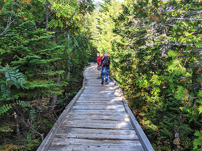 The wooden boardwalk cuts through dense forest like nature's red carpet, inviting explorers deeper into Maine's emerald embrace.