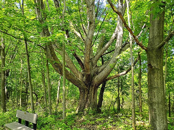 Nature's ancient sentinel stands guard, its massive trunk telling stories of centuries gone by to anyone who stops to listen.