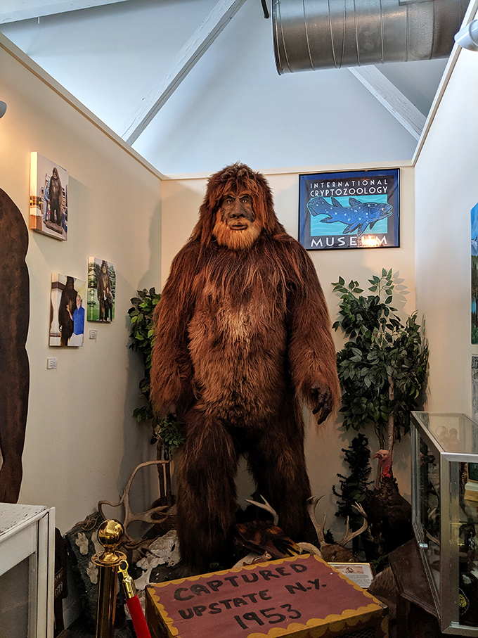 "Captured Upstate NY, 1953" claims the placard beneath this imposing Bigfoot figure, standing tall in its natural habitat &ndash; a museum corner.