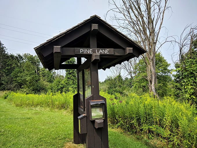 Pine Lane Shelter: This rustic trail marker stands sentinel at Pine Lane, guiding explorers through Cuyahoga Valley's verdant wilderness.
