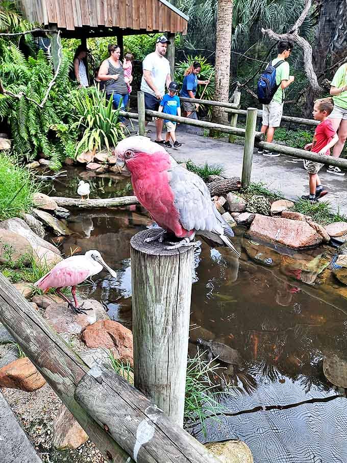 This galah cockatoo isn't just pretty in pink &ndash; it's serving serious attitude with that "I woke up like this" pose that would make Beyonc&eacute; proud.