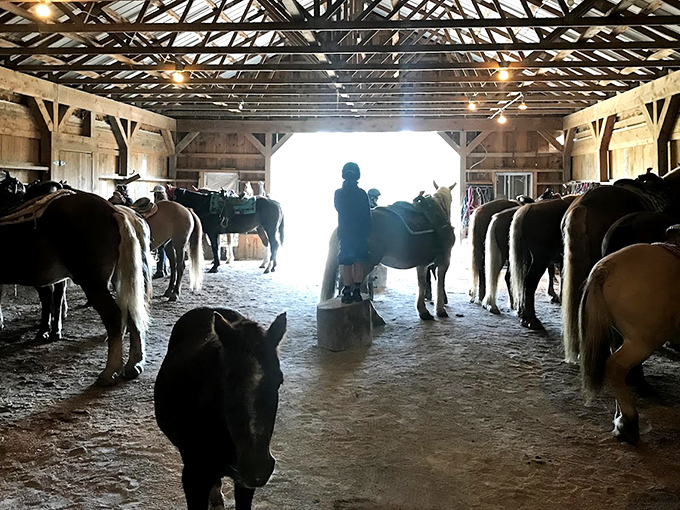 Sunlight streams through the historic barn's doorway, where horses patiently wait their turn to showcase Vermont's spectacular landscapes.