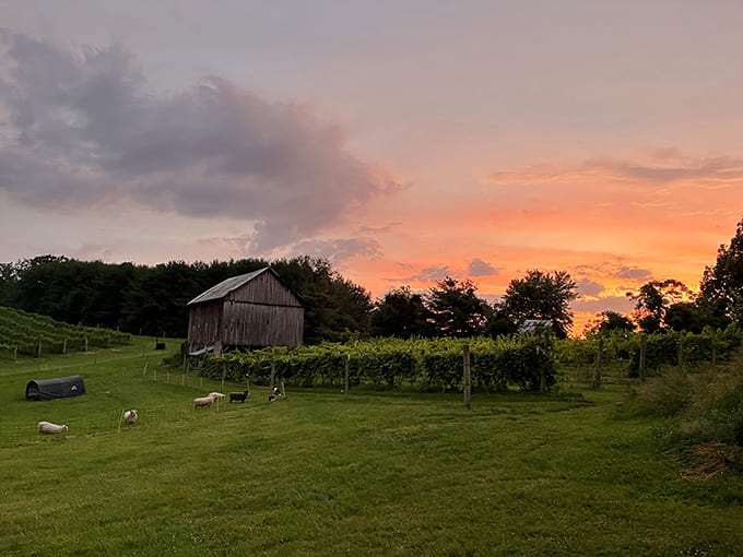 Nature puts on a spectacular show as sunset paints the vineyard in golden hues, transforming rows of grapevines into silhouettes against a candy-colored sky.