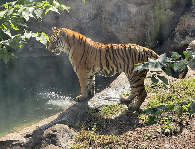Majestic stripes against natural rock formations&mdash;Como's tiger exhibit mimics the big cat's native Asian habitat.