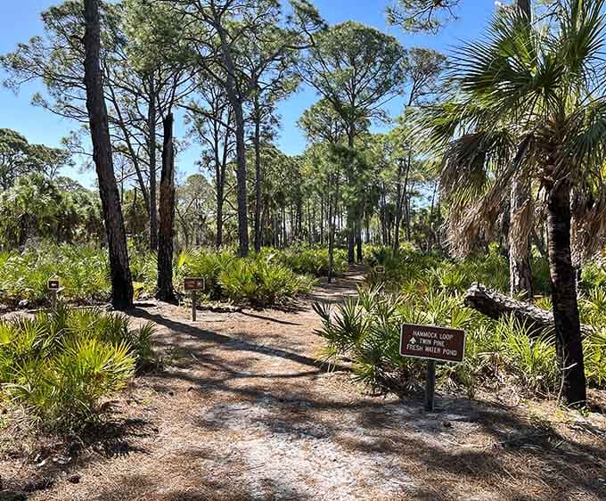 Pine flatwoods create shade that feels like Florida's apology for all that summer humidity you endured.