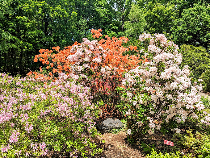 Nature's own fireworks display. No earplugs required for this colorful explosion!