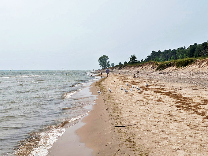 Pristine waters and a sandy shore framed by lush greenery. It's a beach and forest two-for-one special!