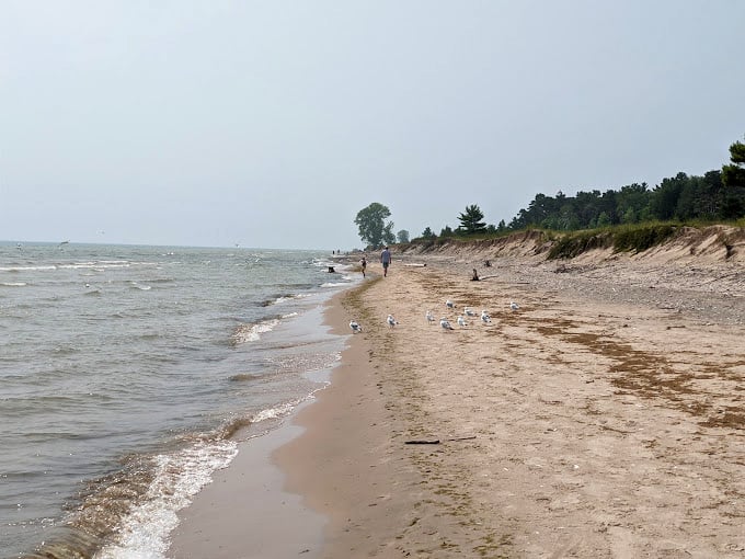 Pristine waters and a sandy shore framed by lush greenery. It's a beach and forest two-for-one special!