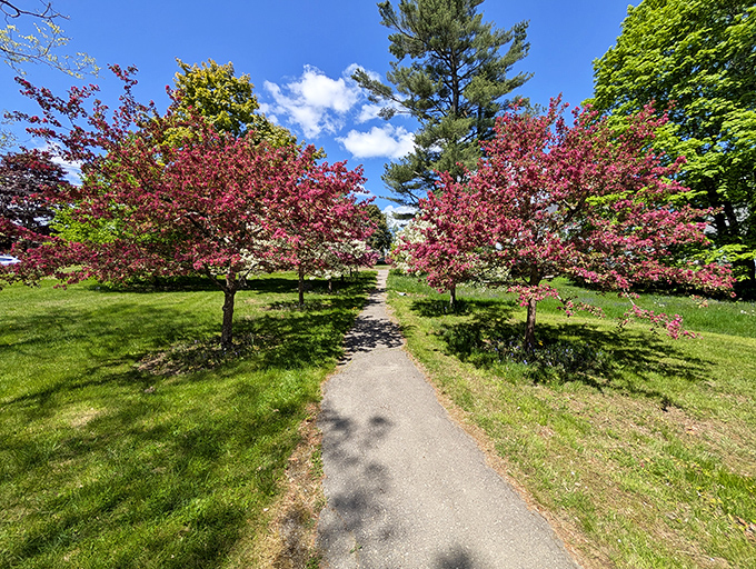 Belfast City Park's flowering trees create a natural cathedral of color, perfect for contemplative walks or family picnics.