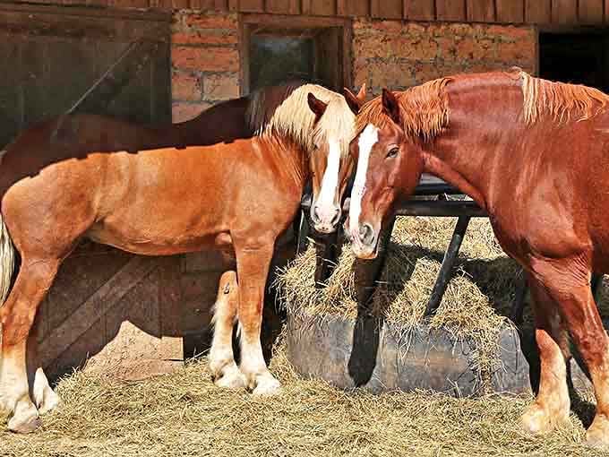 Belgian draft horses share a quiet moment, their powerful frames and gentle demeanor embodying the farm's timeless connection to the land.