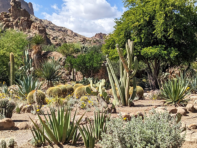 Prickly perfection in its natural habitat. It's like a spiky family reunion where everyone's competing to see who can grow the tallest.