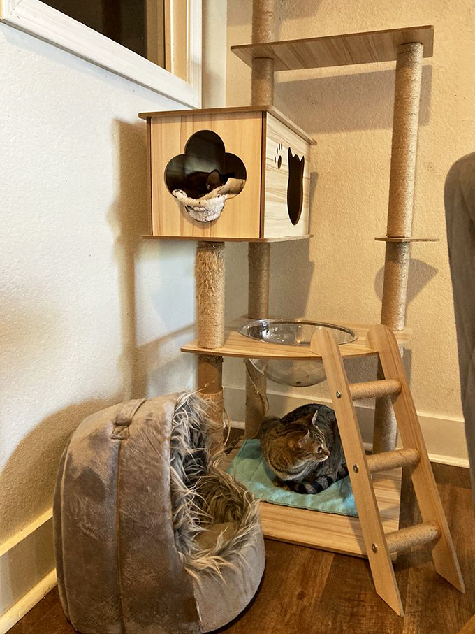 Talk about cat architecture! This multi-level feline condo offers cozy nooks for napping and strategic perches for people-watching.