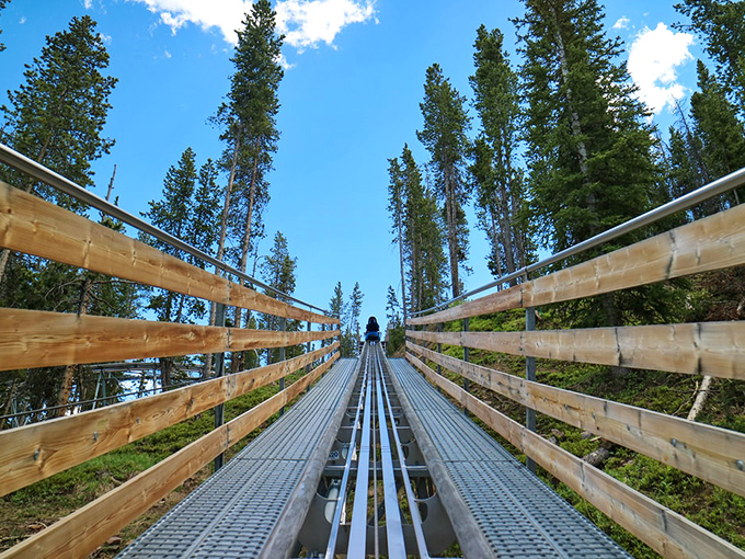 The track stretches ahead like a silver ribbon through the forest, promising twists and turns that'll test your courage.