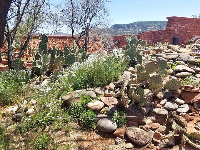 Desert gardens showcase nature's resilience, where prickly pear cacti and wildflowers create an unexpectedly colorful palette.