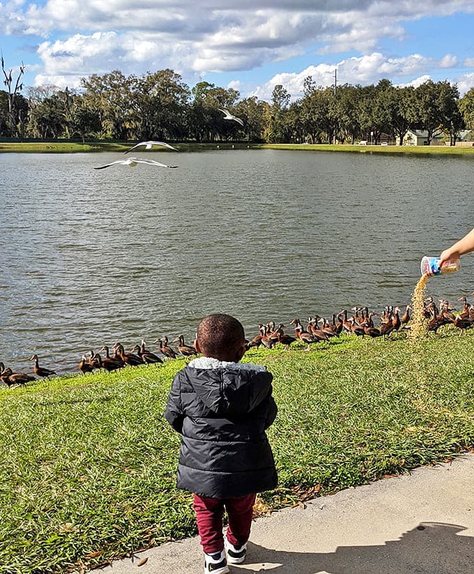 A young explorer discovers the simple joy of feeding ducks at Edward Medard Park, where nature provides entertainment no theme park can match.