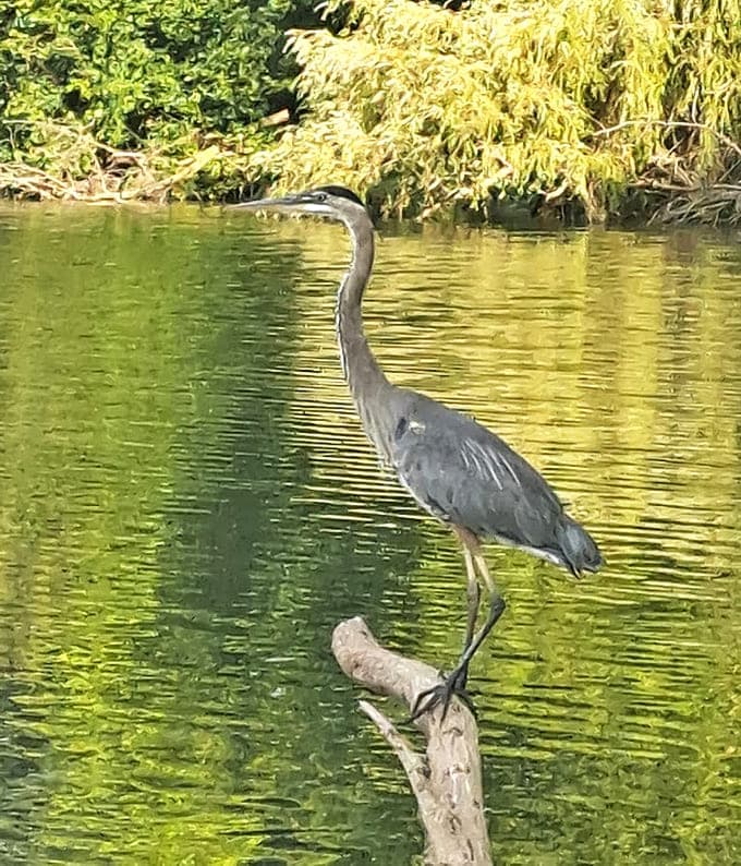 This great blue heron is living proof that patience pays off, standing there like a statue waiting for lunch to swim by.