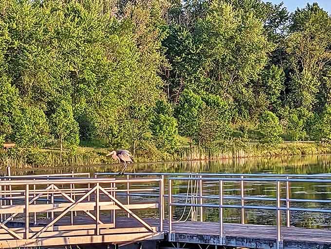 A great blue heron strikes a pose on the dock, clearly aware it's the supermodel of the wetlands world.