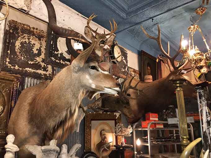 These mounted deer survey the shop with patient dignity, representing a decorating era when bringing nature indoors meant something entirely different than houseplants.