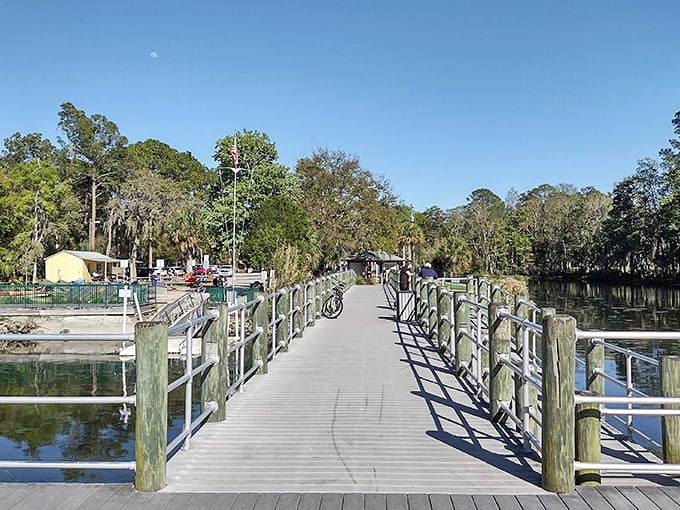 Kings Bay Park offers front-row seats to manatee watching, with these gentle giants often making surprise appearances right from the shoreline.