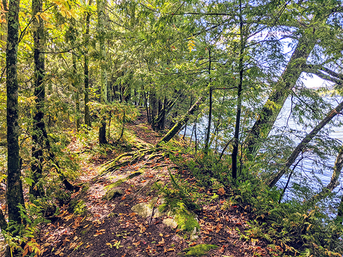 Nature's own therapy session: a winding forest path along Lake Carmi's shore where problems shrink with each step taken.