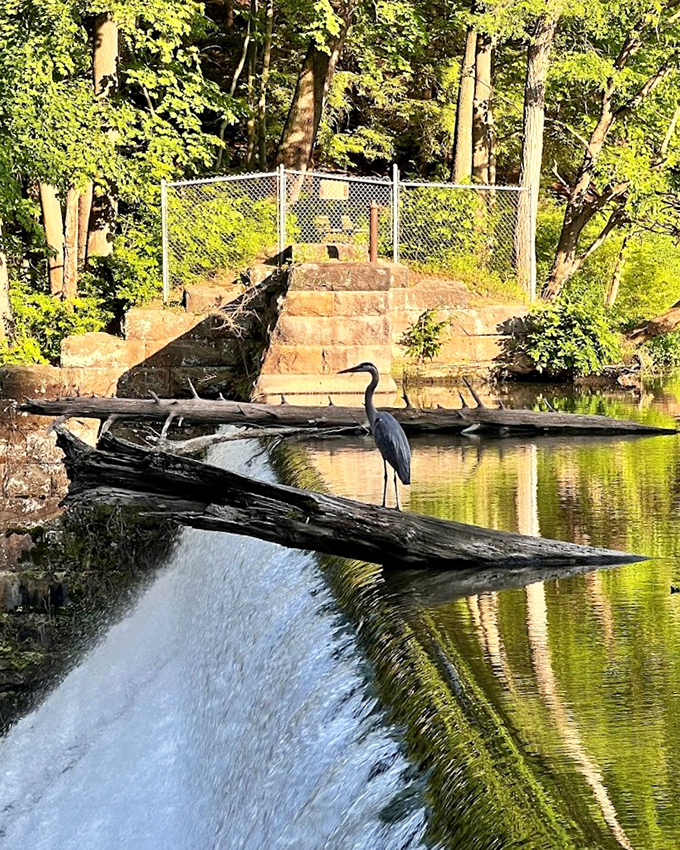 A solitary heron plays statue on the dam's edge, master of patience and precision in the golden afternoon light.