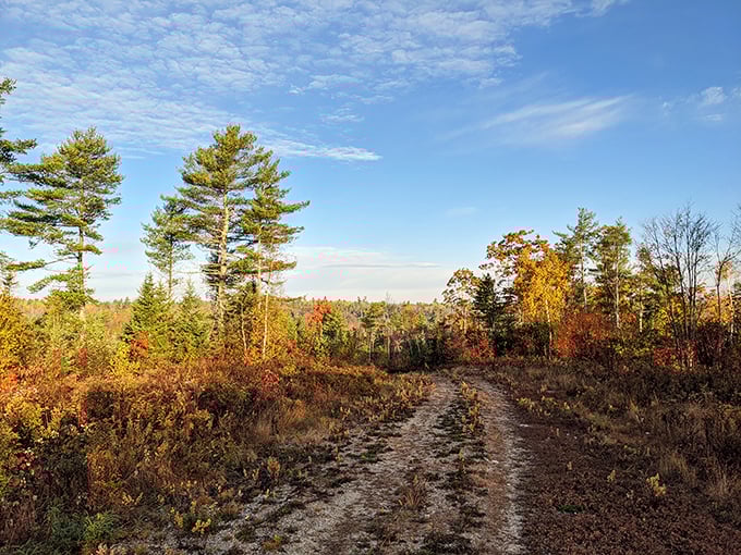 Autumn's paintbrush transforms Surry's forests into a masterpiece of color, perfect for contemplative hikes.