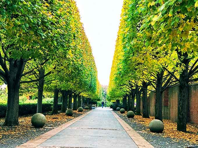 Autumn transforms this tree-lined walkway into a golden cathedral, where fallen leaves create nature's most satisfying crunching sound underfoot.