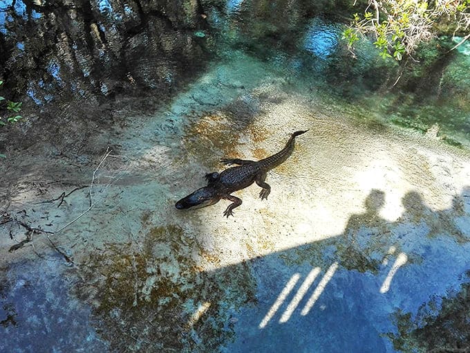 Florida's welcoming committee: This sunbathing alligator reminds visitors they're definitely not in a theme park anymore.