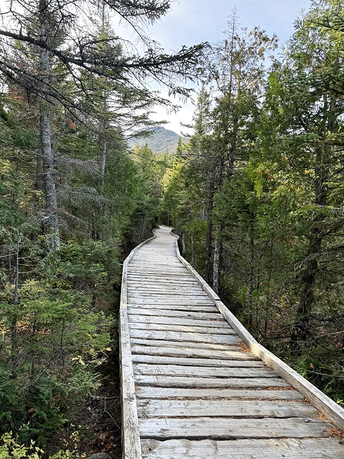This wooden boardwalk cuts through dense forest like nature's red carpet, inviting hikers deeper into Baxter's verdant embrace.