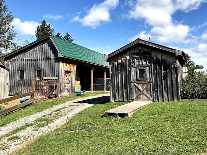 Rustic cabins and weathered barns dot the property, their timeworn wood telling stories of countless Vermont seasons.