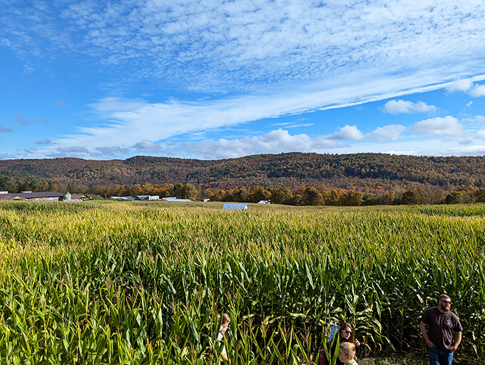 Vermont's rolling hills provide a stunning backdrop to the maze experience, reminding visitors that even when lost, they're lost somewhere beautiful.