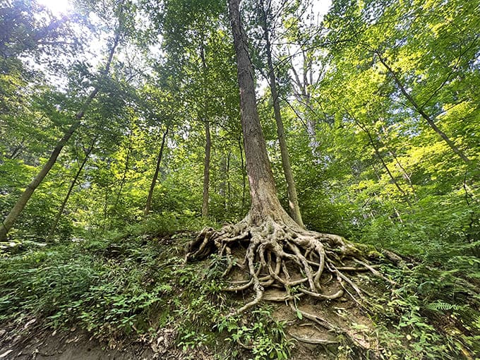 Ancient roots grip the earth like gnarled fingers, this woodland sentinel has witnessed decades of visitors to its castle neighbor.